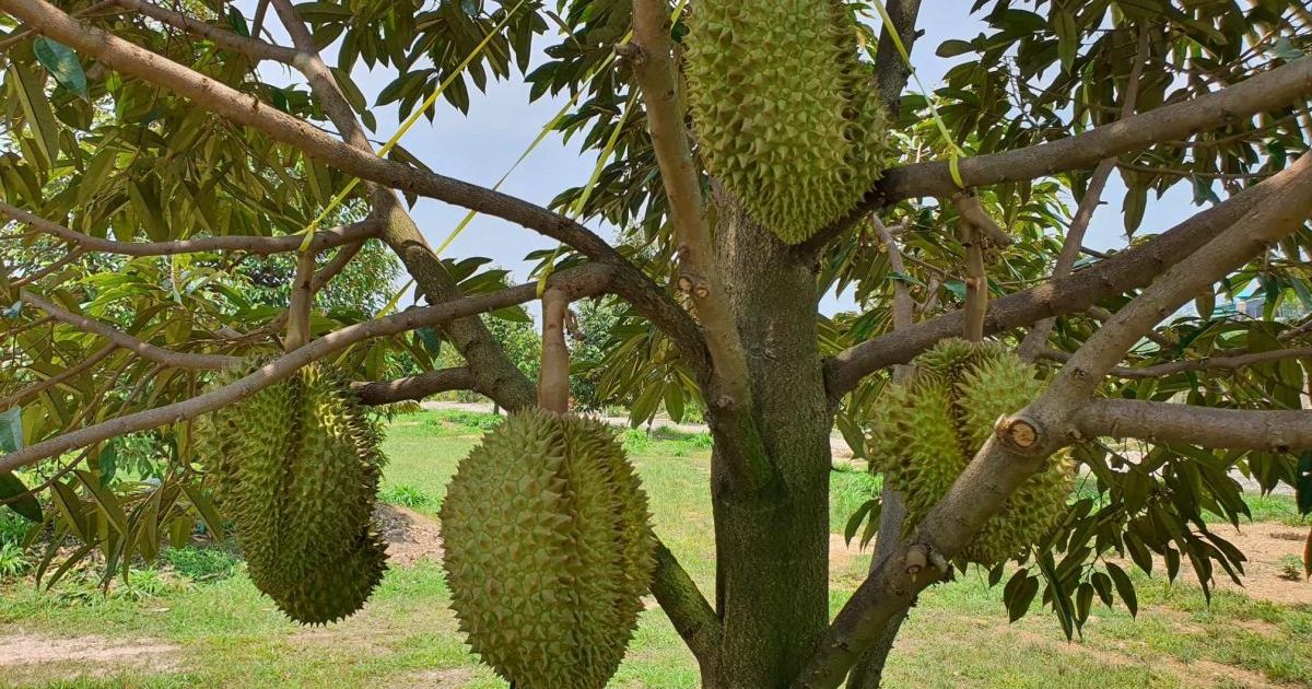 4 เดือนปี 66 “ทุเรียน” ใช้สิทธิ์ FTA ส่งออกไปจีน มูลค่าสูงสุด เพิ่ม 85.31%